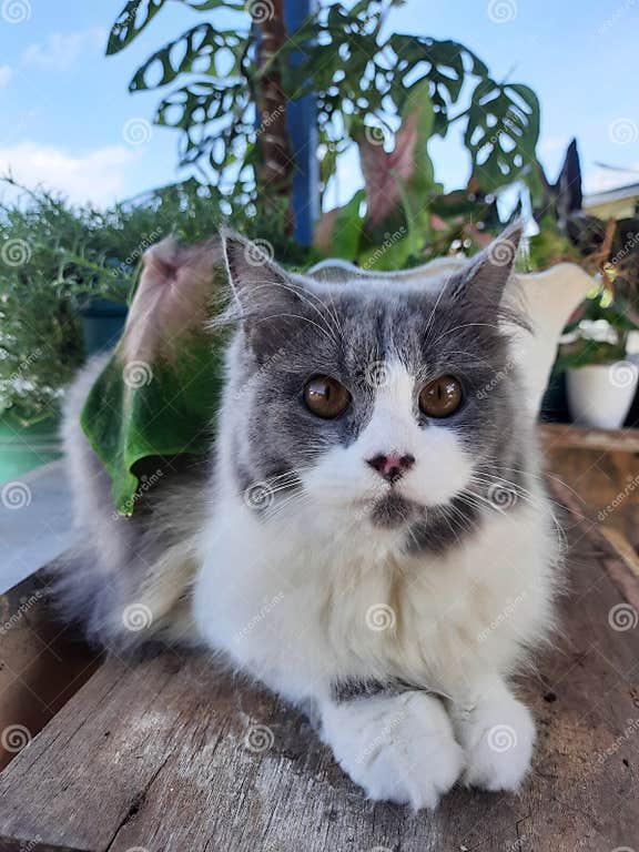 A Cute Cat Looks at the Camera with a Sharp Gaze Stock Image - Image of ...