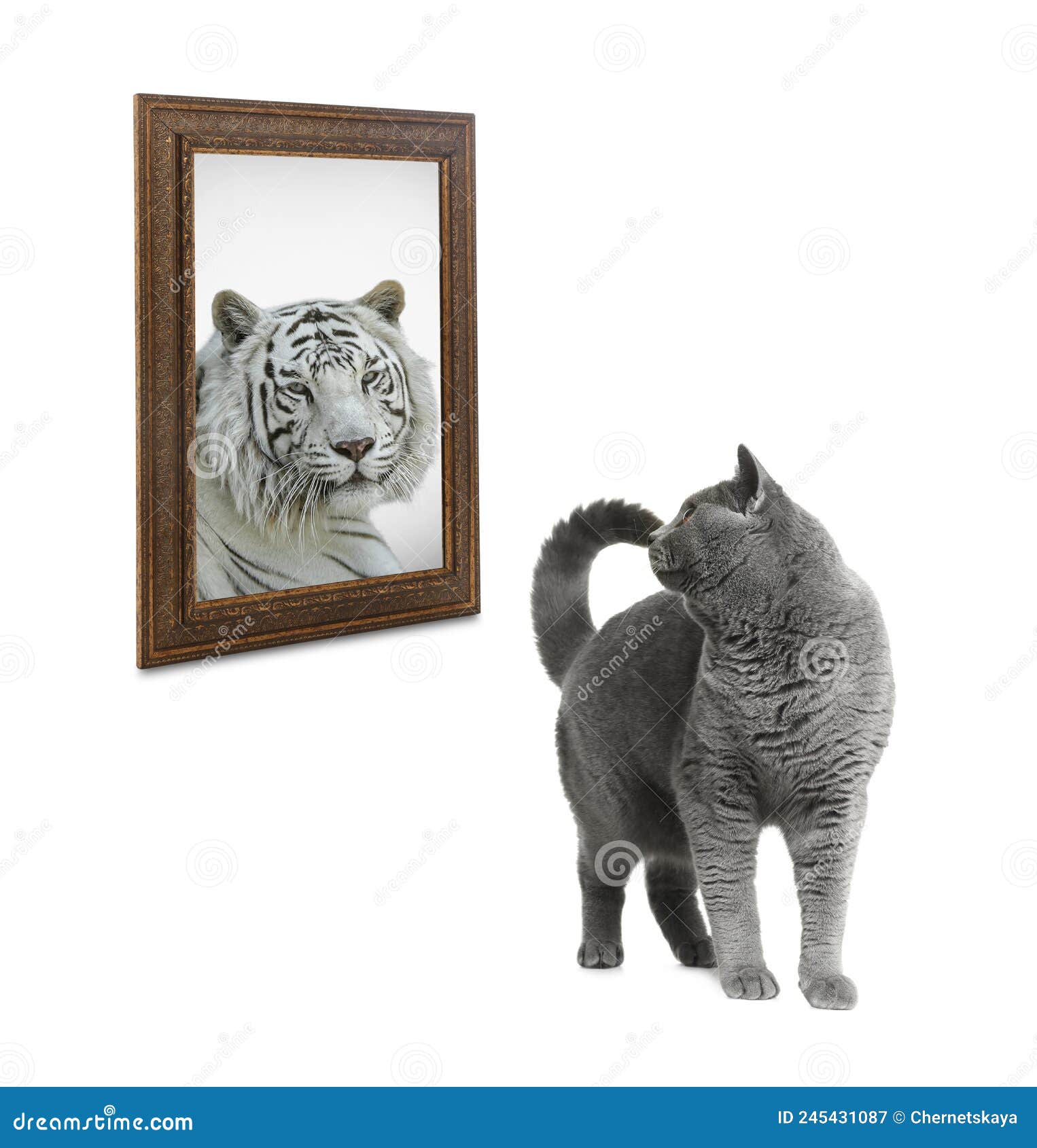 Cute Cat Looks Like Tiger into Reflection of Mirror on White Background ...