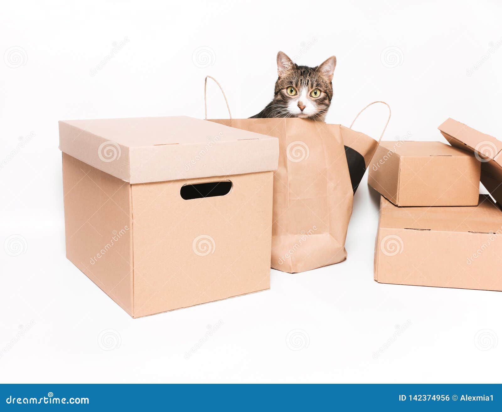 Cute Cat Looks Out of the Crafting Package. Cardboard Boxes. Eco ...