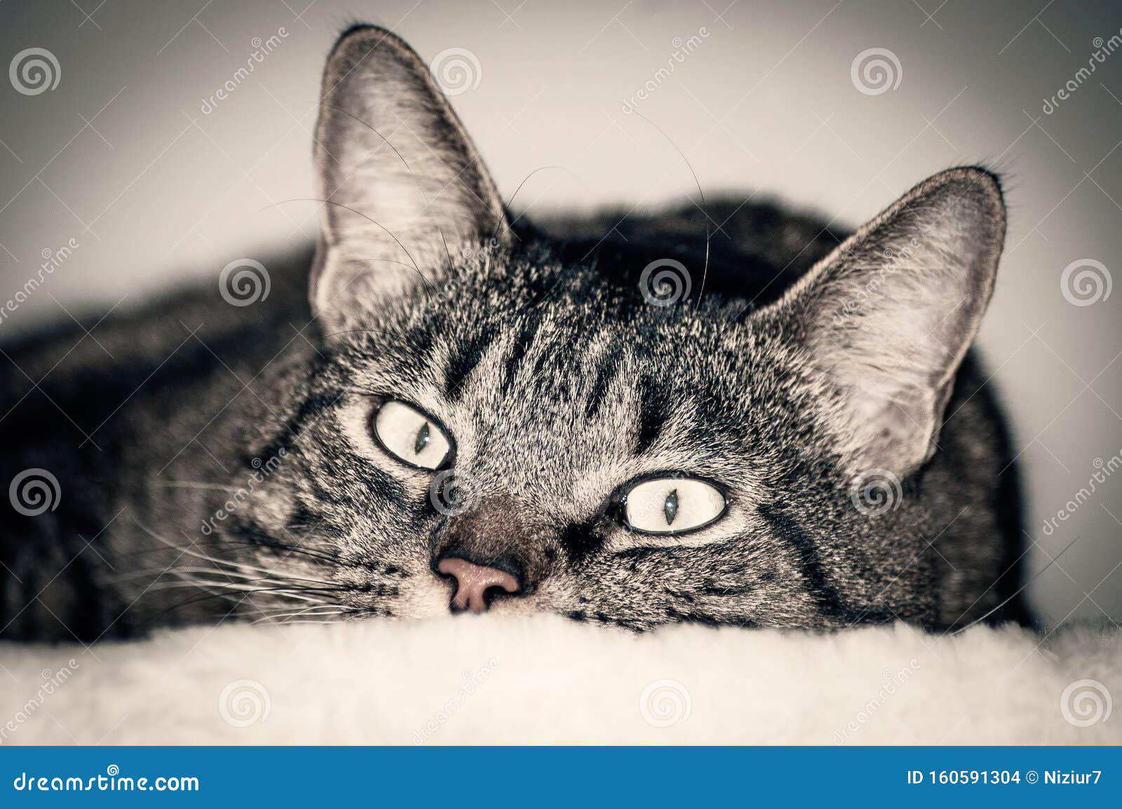 Cute cat looks at you stock photo. Image of portrait - 160591304