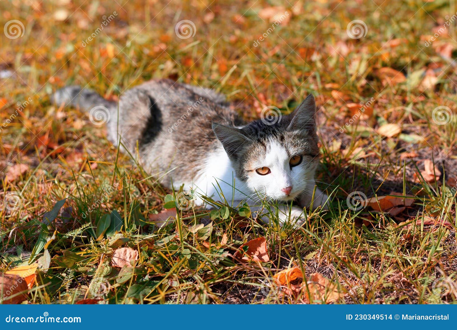 The Cute Cat Lying on Autumn Foliage Stock Photo - Image of lawn ...