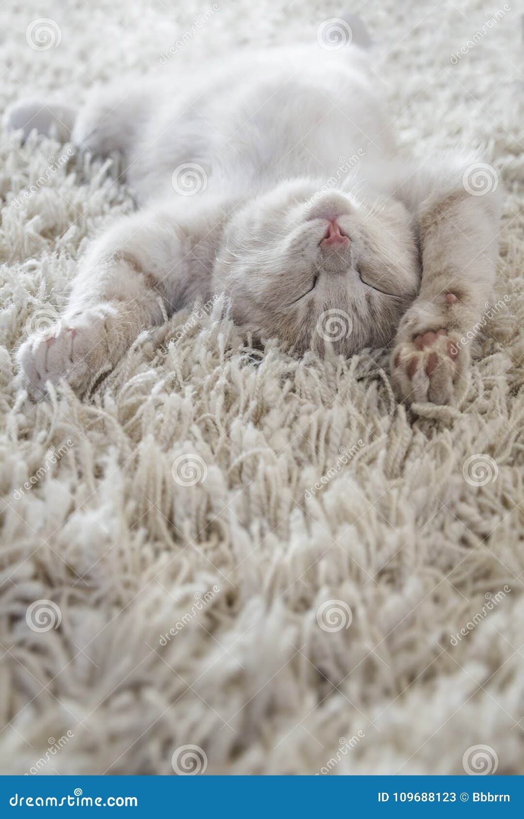 Cute Cat Lying on the Back Like on a Carpet Stock Image - Image of ...