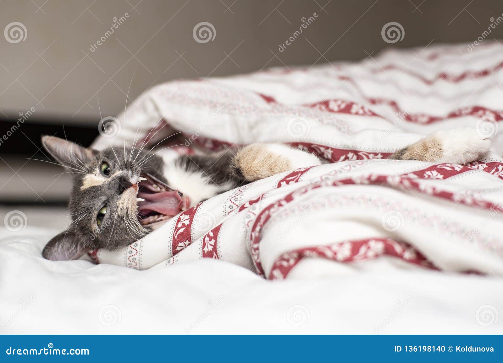 Cute Cat Lying in Bed Under the Covers and Yawns Stock Photo - Image of ...