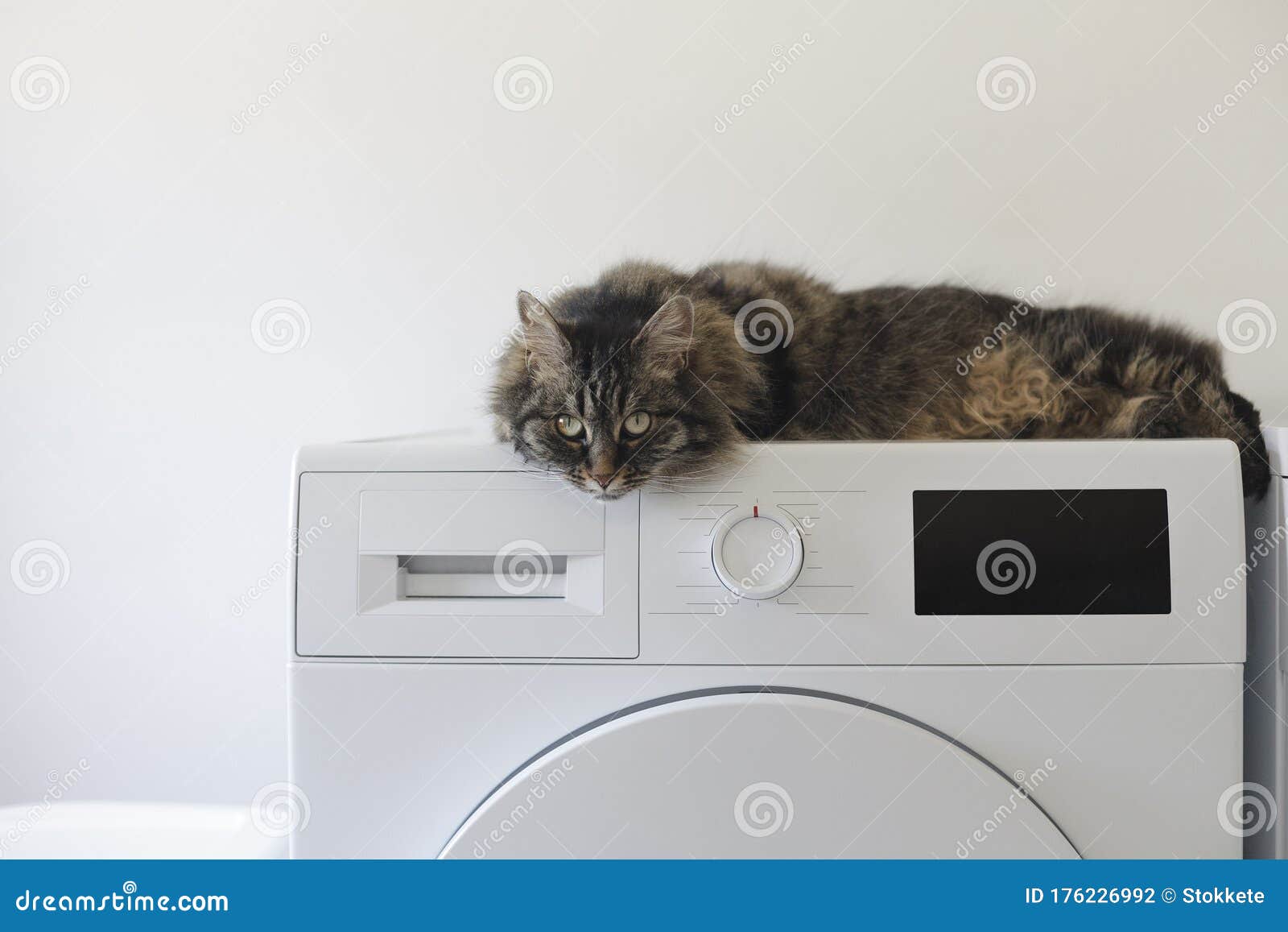 Cute Cat Lying Down on the Washing Machine Stock Photo - Image of ...
