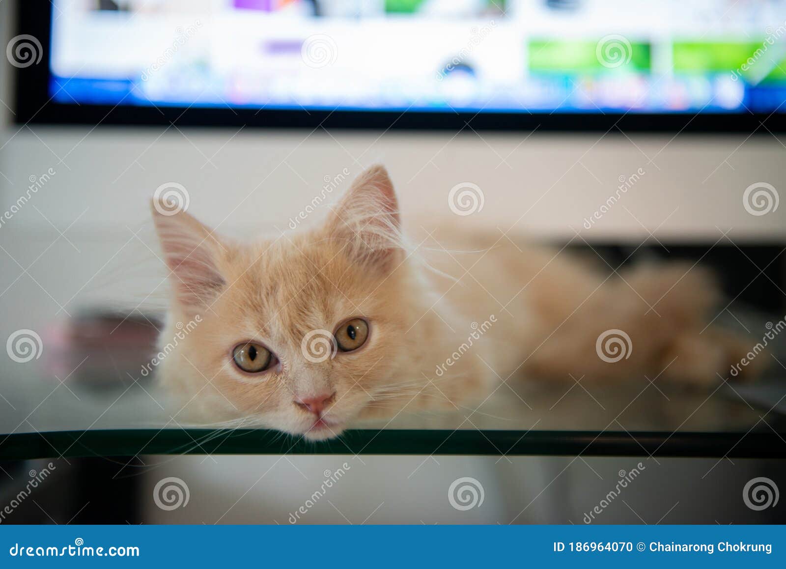 Cute Cat is Lying in Front of Computer on the Working Desk Stock Photo ...