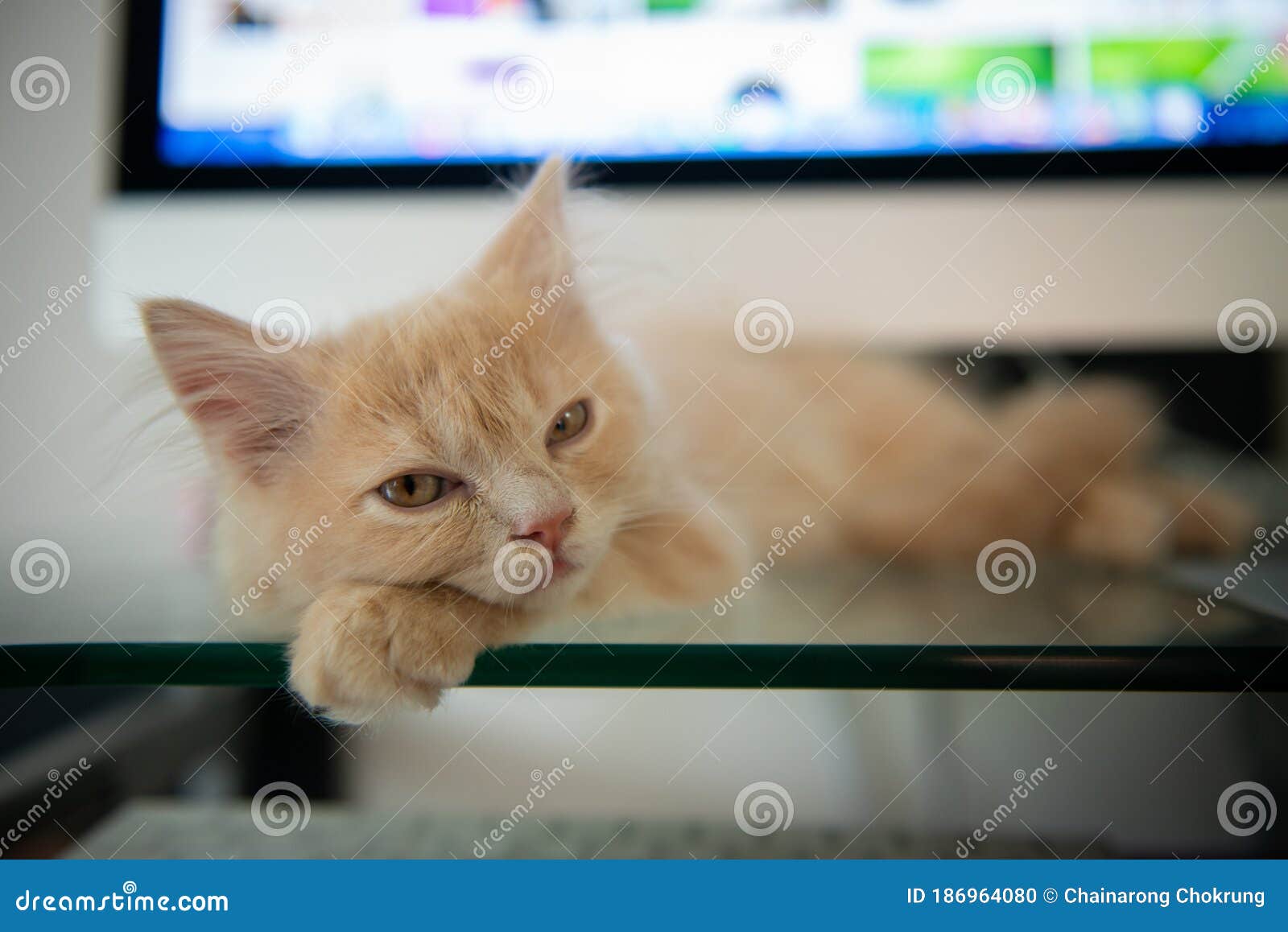 Cute Cat is Lying in Front of Computer on the Working Desk Stock Photo ...
