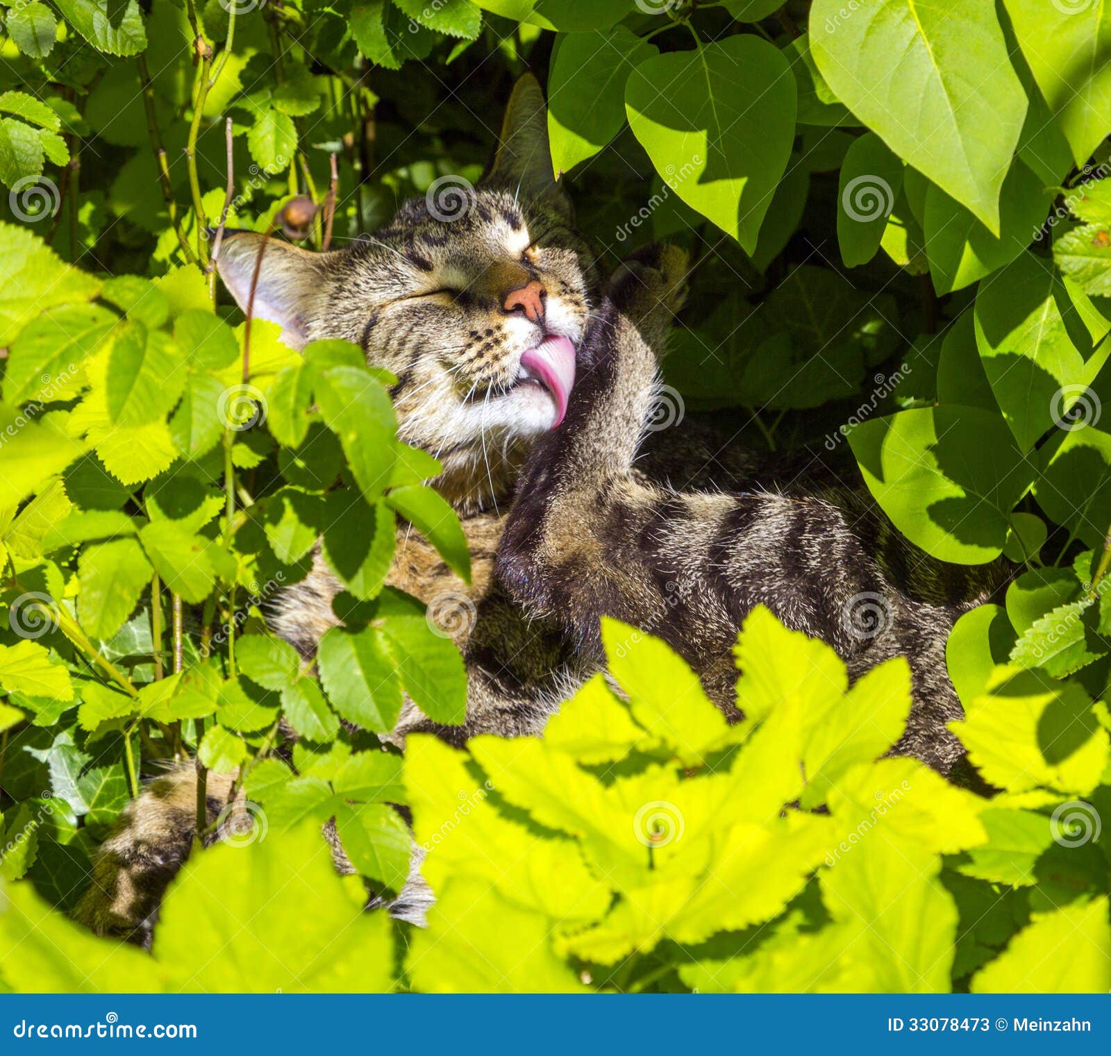 Cute Cat Lying in the Hedge Stock Image - Image of skin, home: 33078473