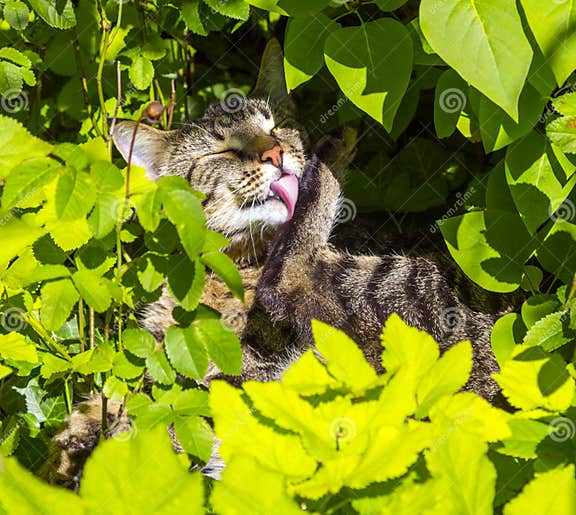 Cute Cat Lying in the Hedge Stock Image - Image of skin, home: 33078473