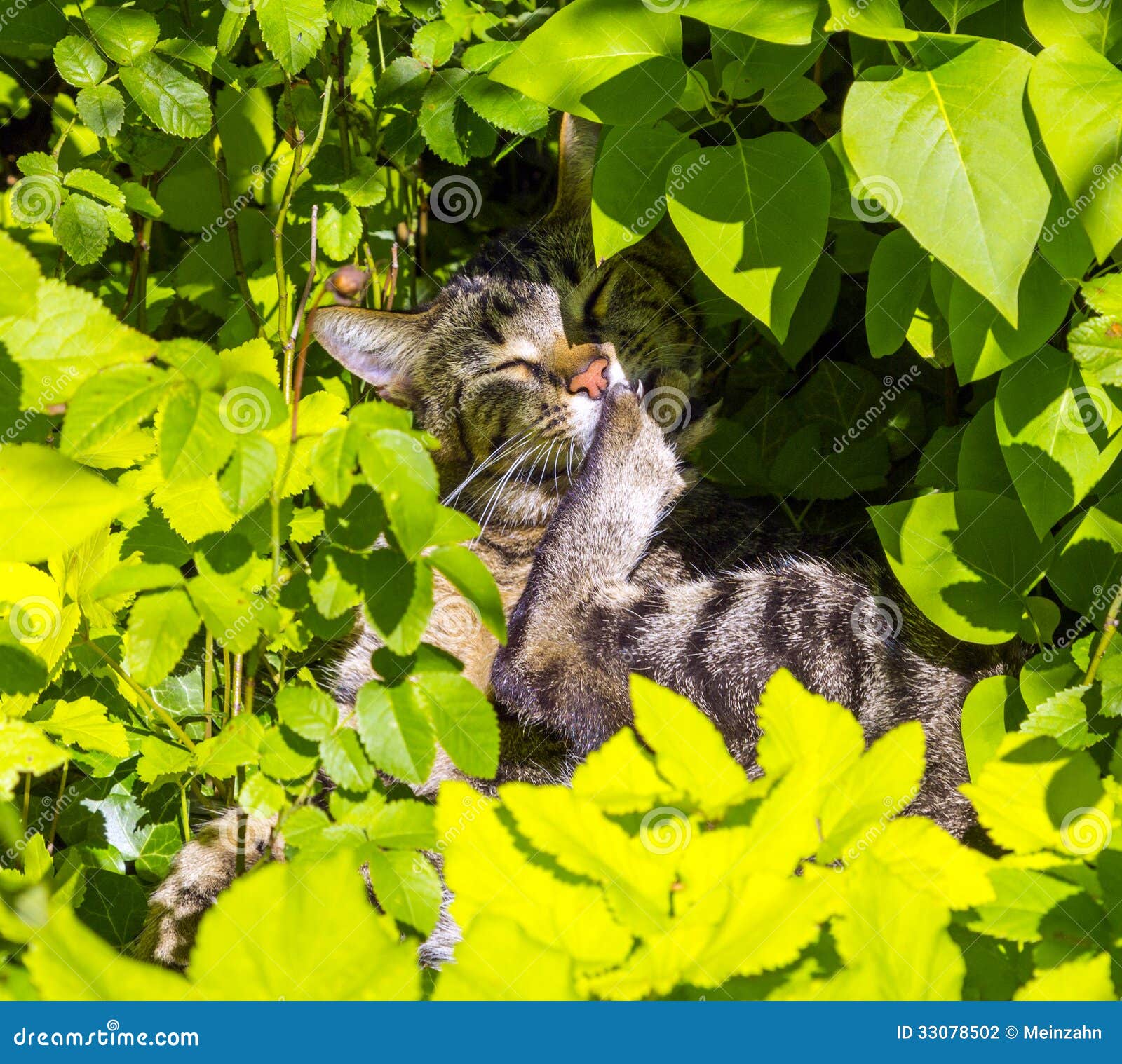 Cute Cat Lying in the Hedge Stock Photo - Image of summer, kitten: 33078502
