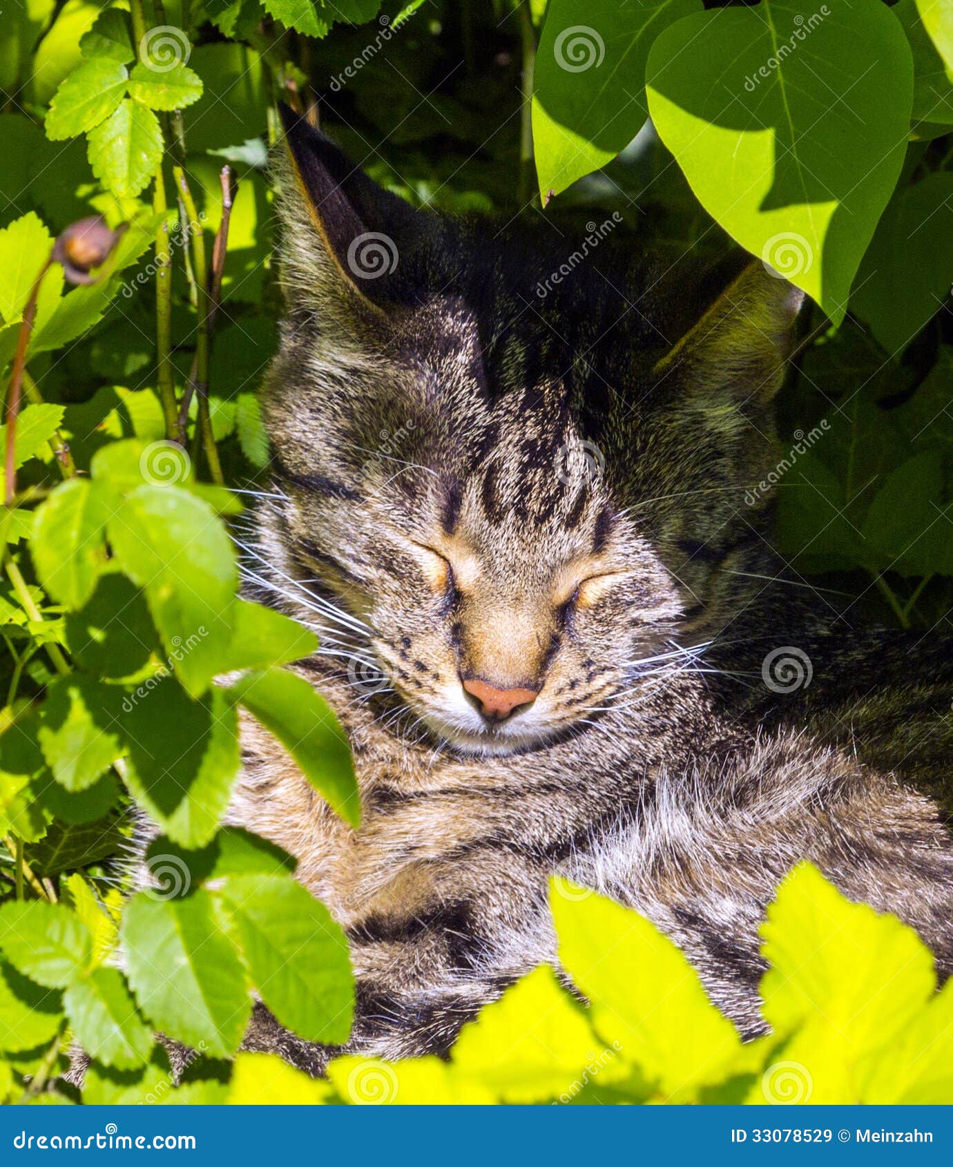 Cute Cat Lying in the Hedge Stock Image - Image of happy, flower: 33078529