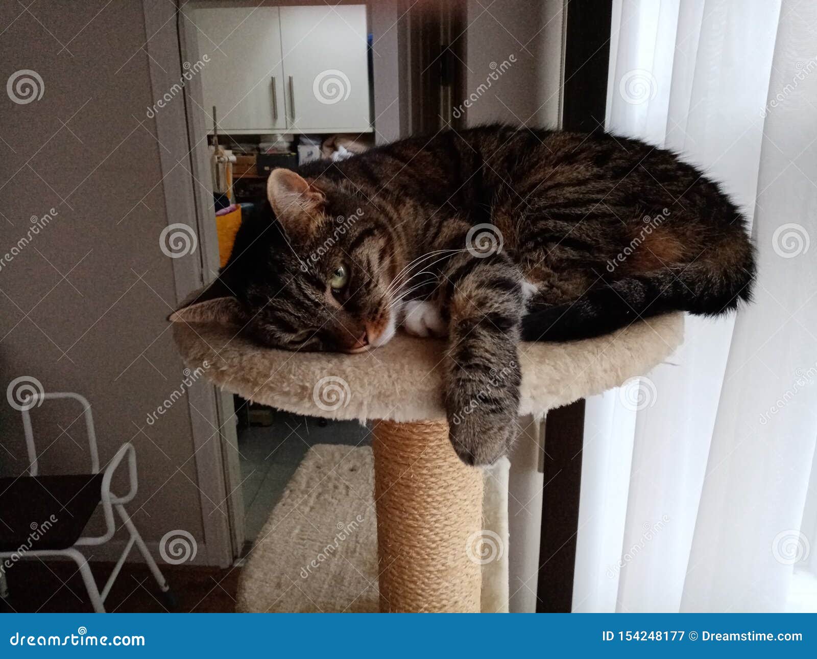 Cute Cat Marley Chilling on Her Tree Stock Image - Image of marley ...