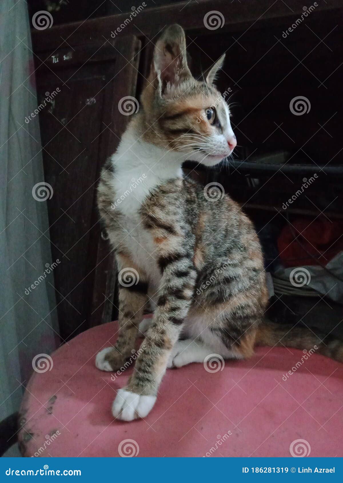 Cute cat meow stock image. Image of nose, animal, meow - 186281319