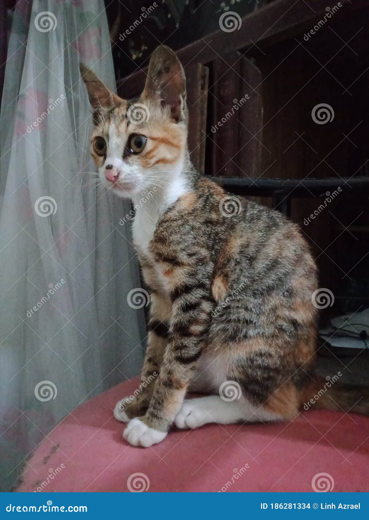 Cute cat meow stock photo. Image of kitten, wildcat - 186281334