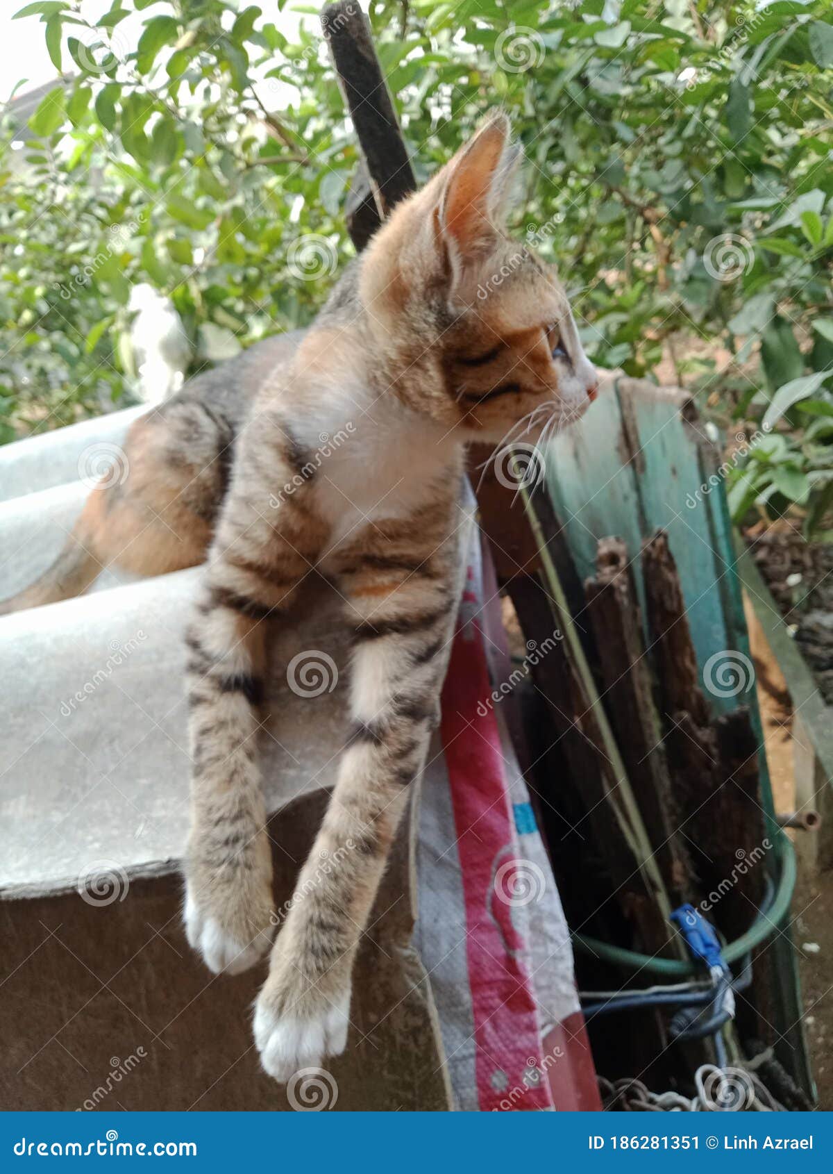 Cute cat meow stock image. Image of animal, plant, wildcat - 186281351