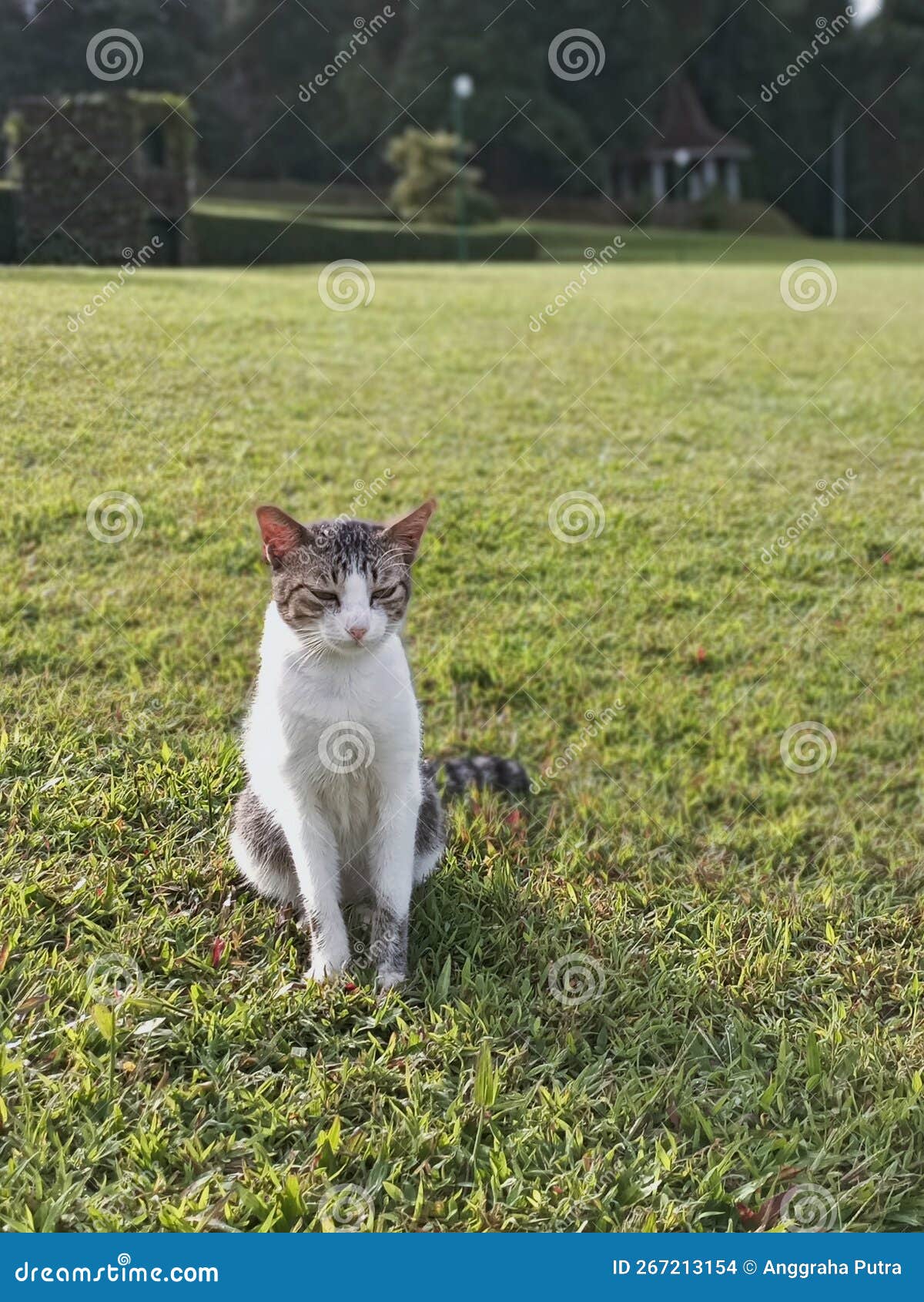 Portrait of a Cute Cat Sitting on Grass Field in the Morning Stock ...