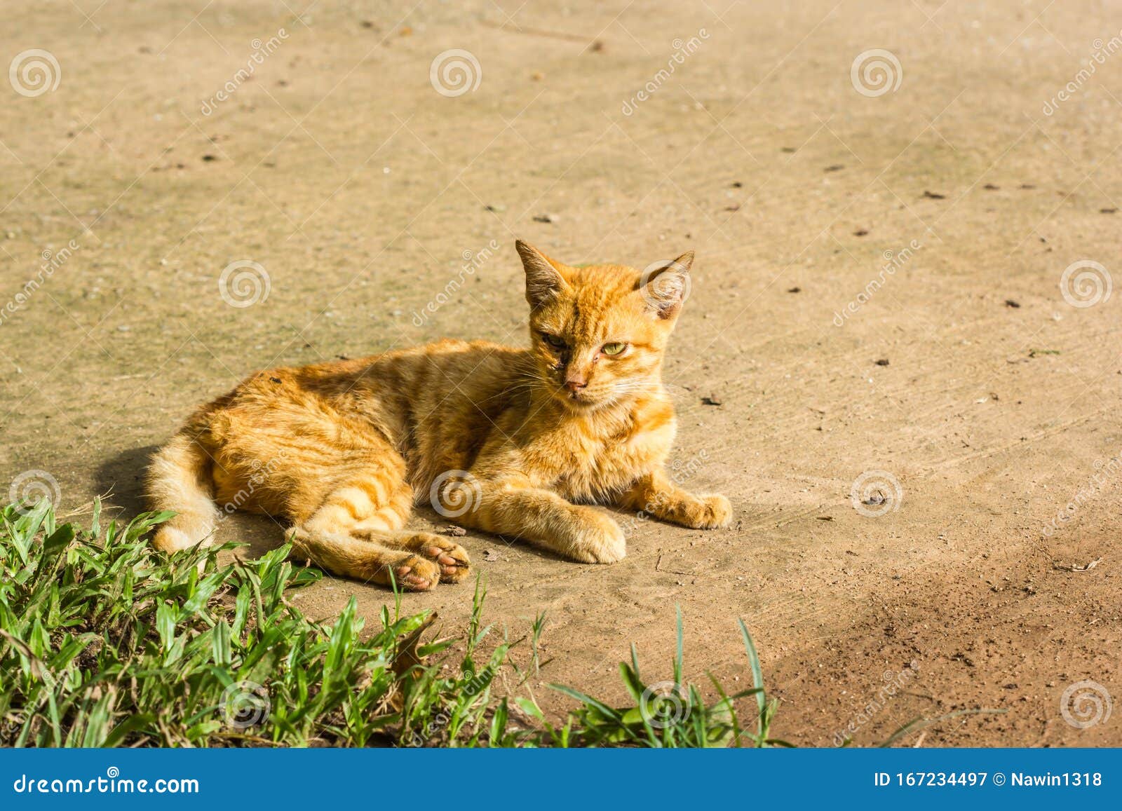 Cute cat in the morning stock image. Image of young - 167234497