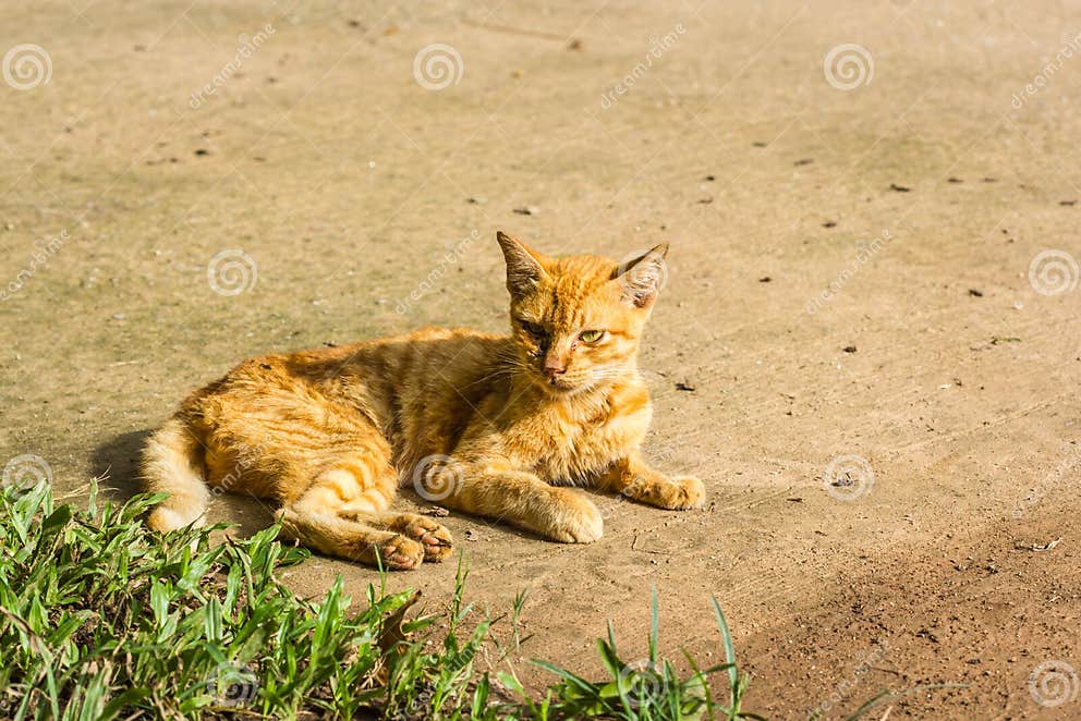 Cute cat in the morning stock image. Image of young - 167234497
