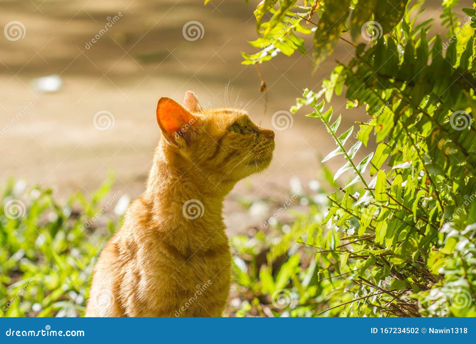 Cute cat in the morning stock photo. Image of home, pretty - 167234502