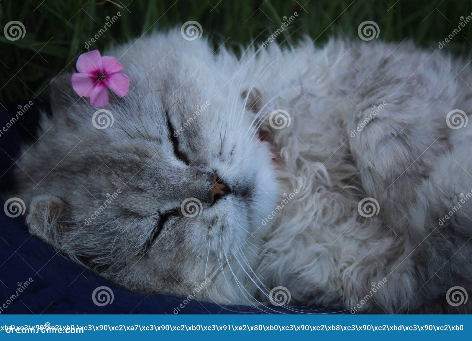 Cute Cat with a Flower in His Ear Stock Image - Image of mammal, nose ...
