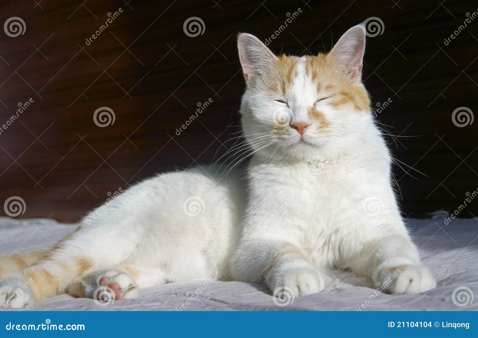 Cute cat nap stock photo. Image of light, animal, closeup - 21104104