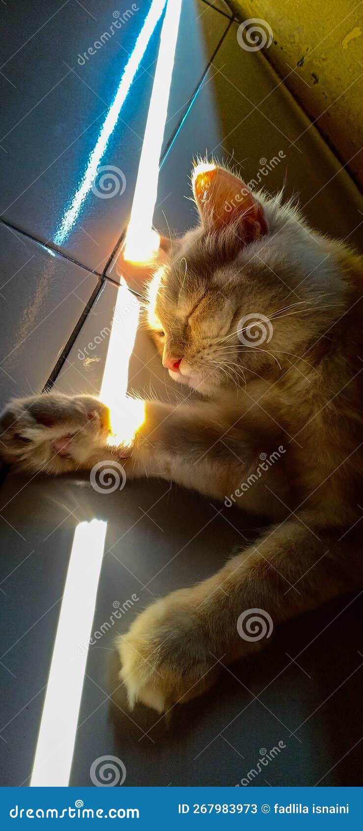 Cute cat napping in noon stock image. Image of noon - 267983973