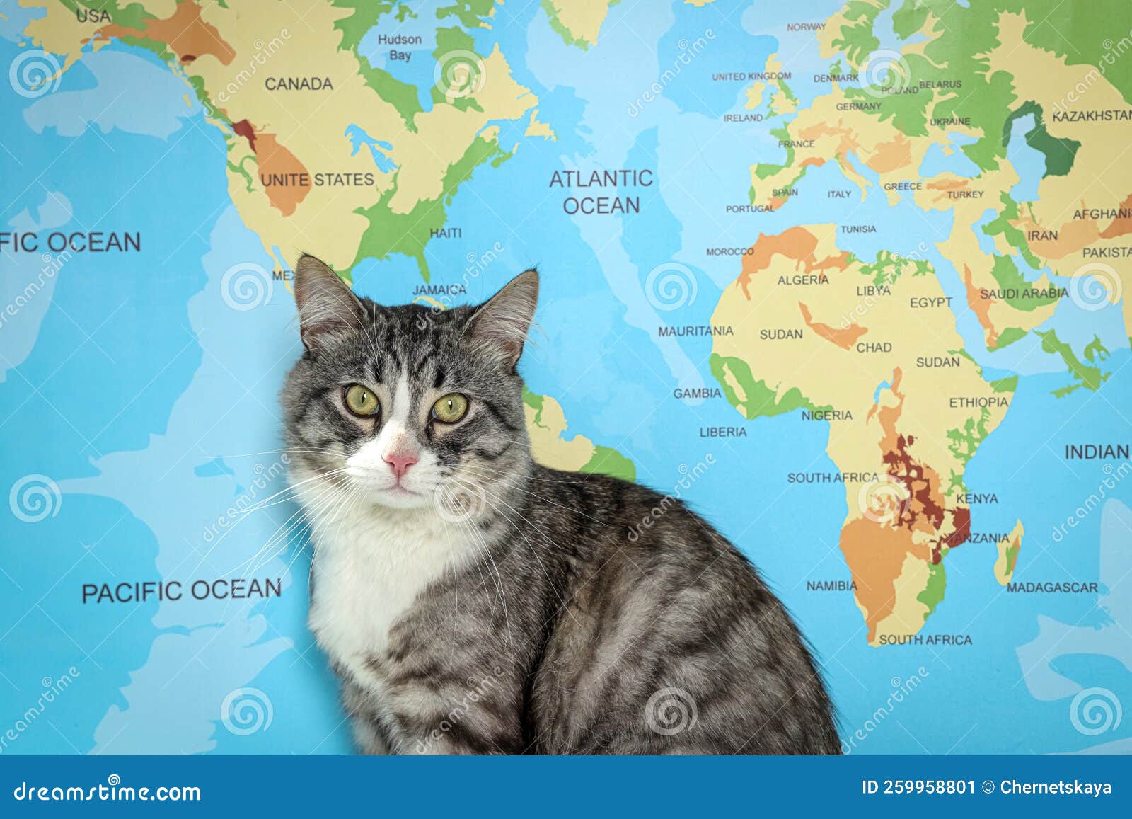 Cute Cat Near World Map. Travelling with Pet Stock Image - Image of ...