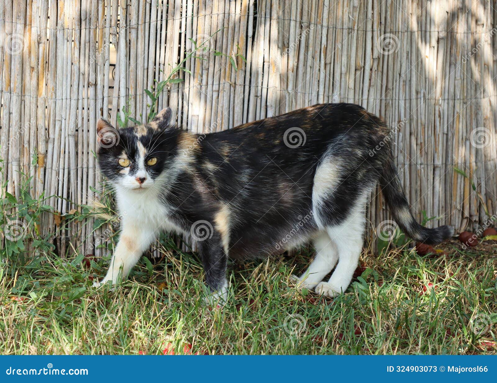Cute Cat Next To a Reed Fence Stock Image - Image of waiting, yong ...
