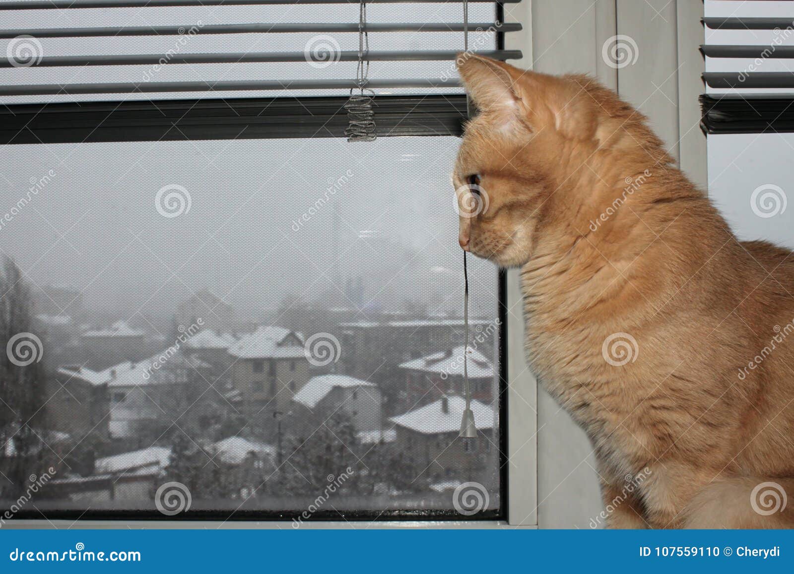 A Cute Cat Next To the Window Stock Photo - Image of feline, fluffy ...