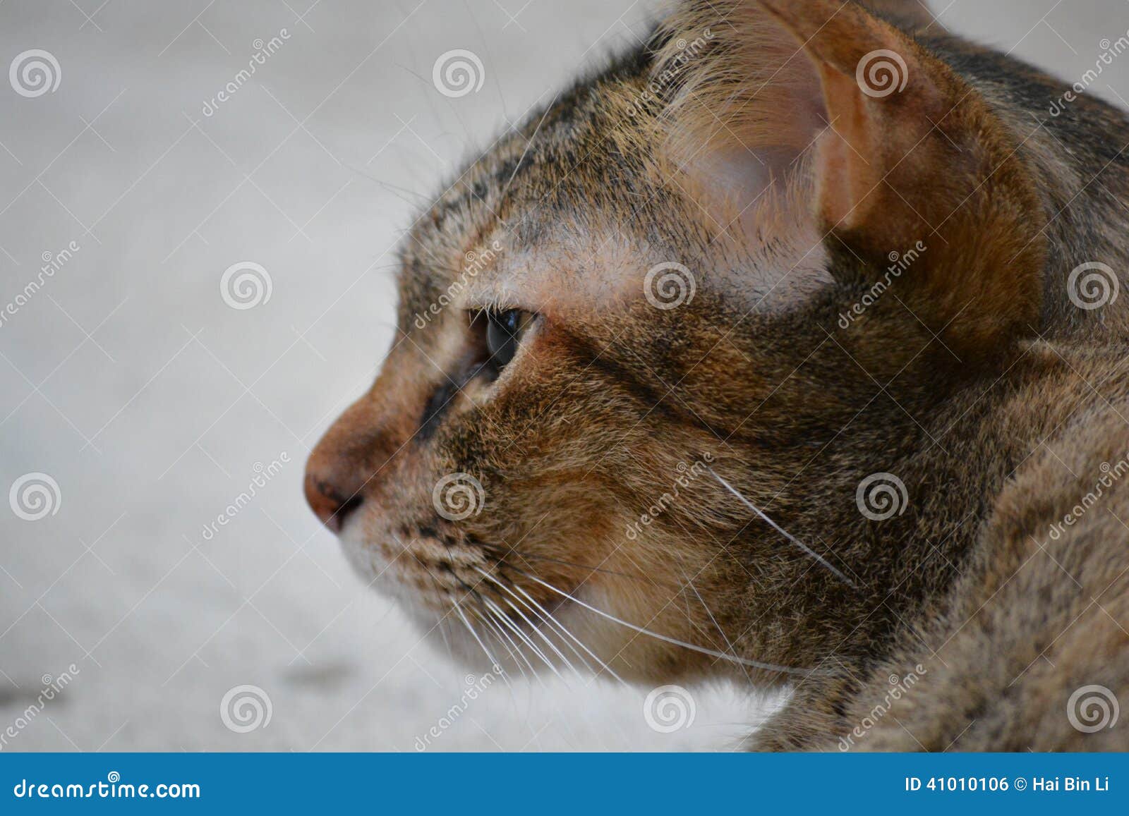 Cute cat stock photo. Image of colorful, thinking, side - 41010106