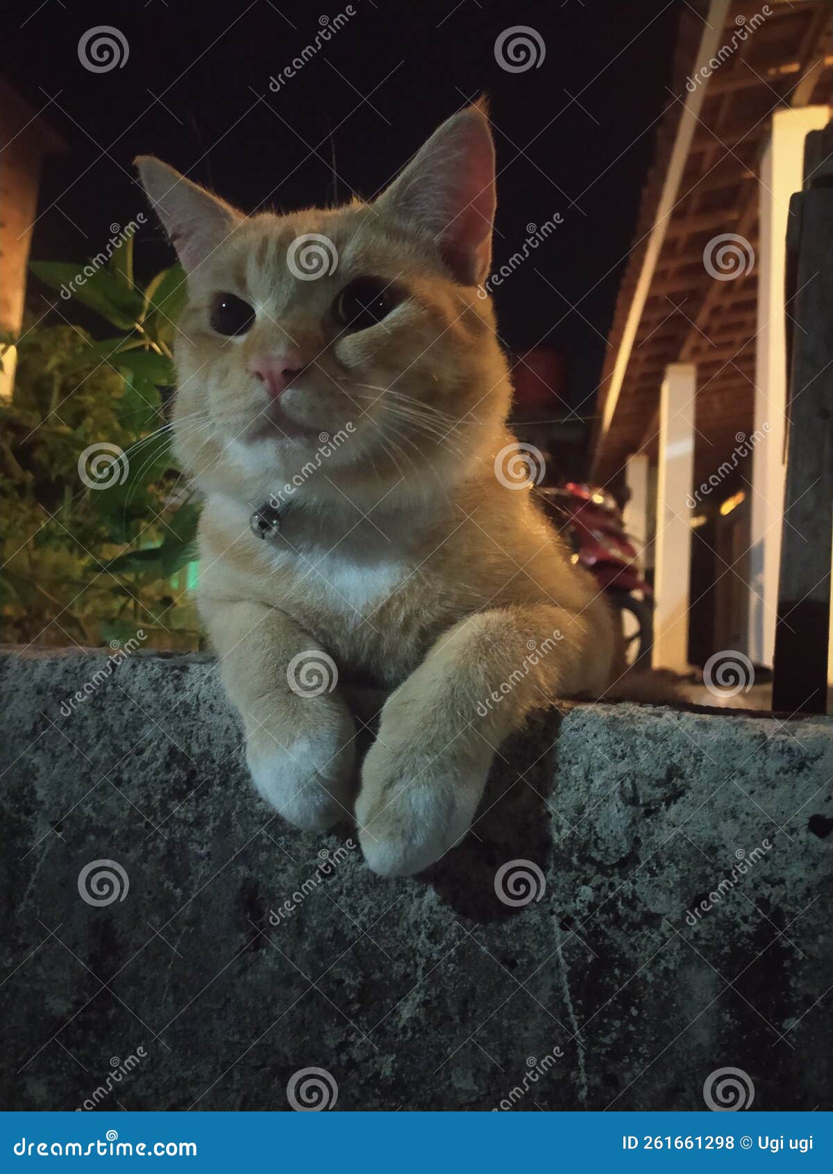 Cute cat at night enjoying stock photo. Image of night - 261661298