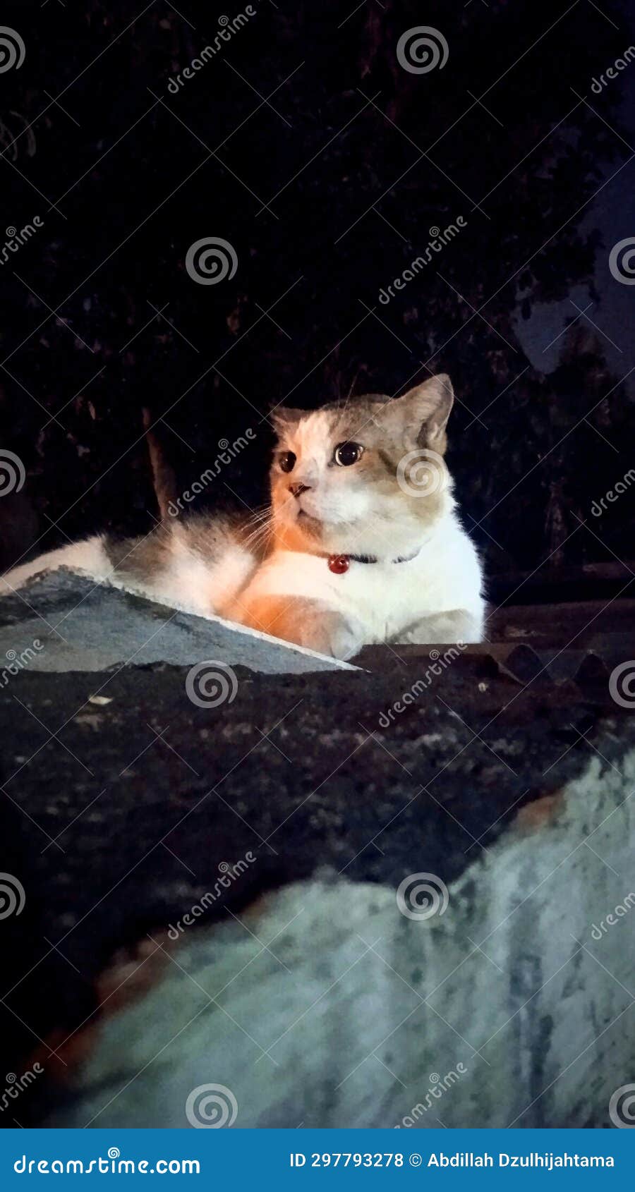 Cute cat night moment stock photo. Image of moment, cute - 297793278