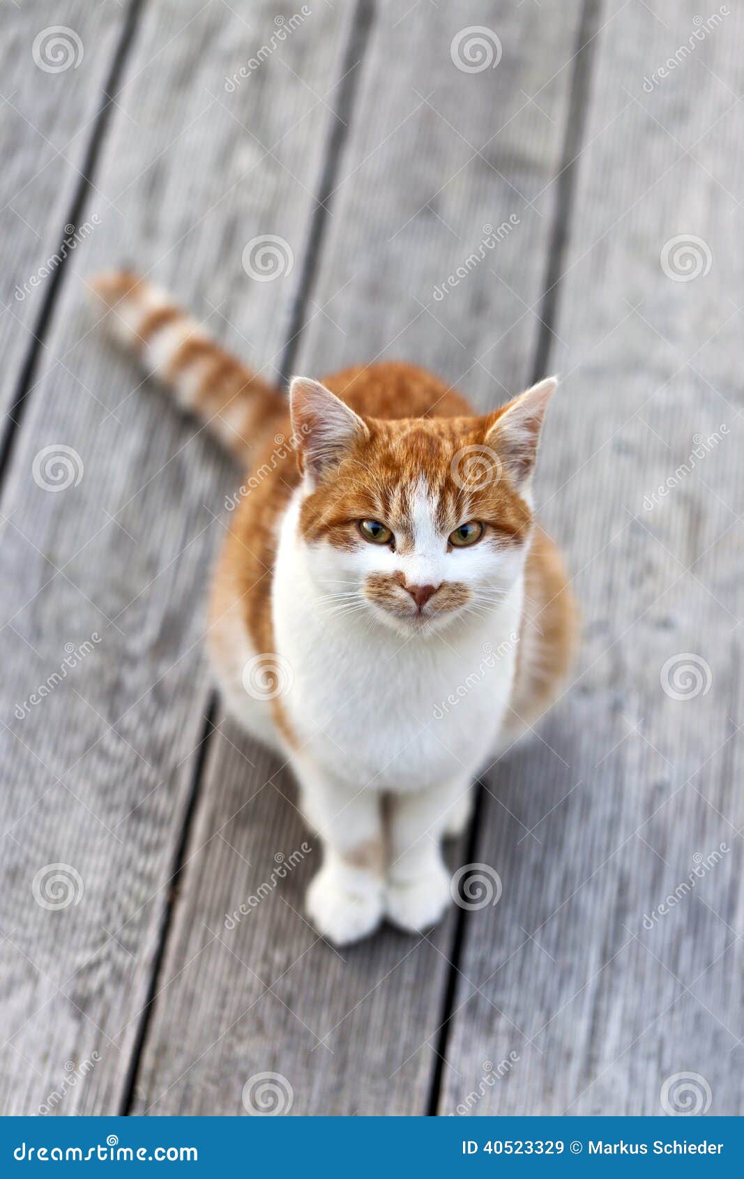 Cute Cat Observing the Photographer Stock Image - Image of mammal ...