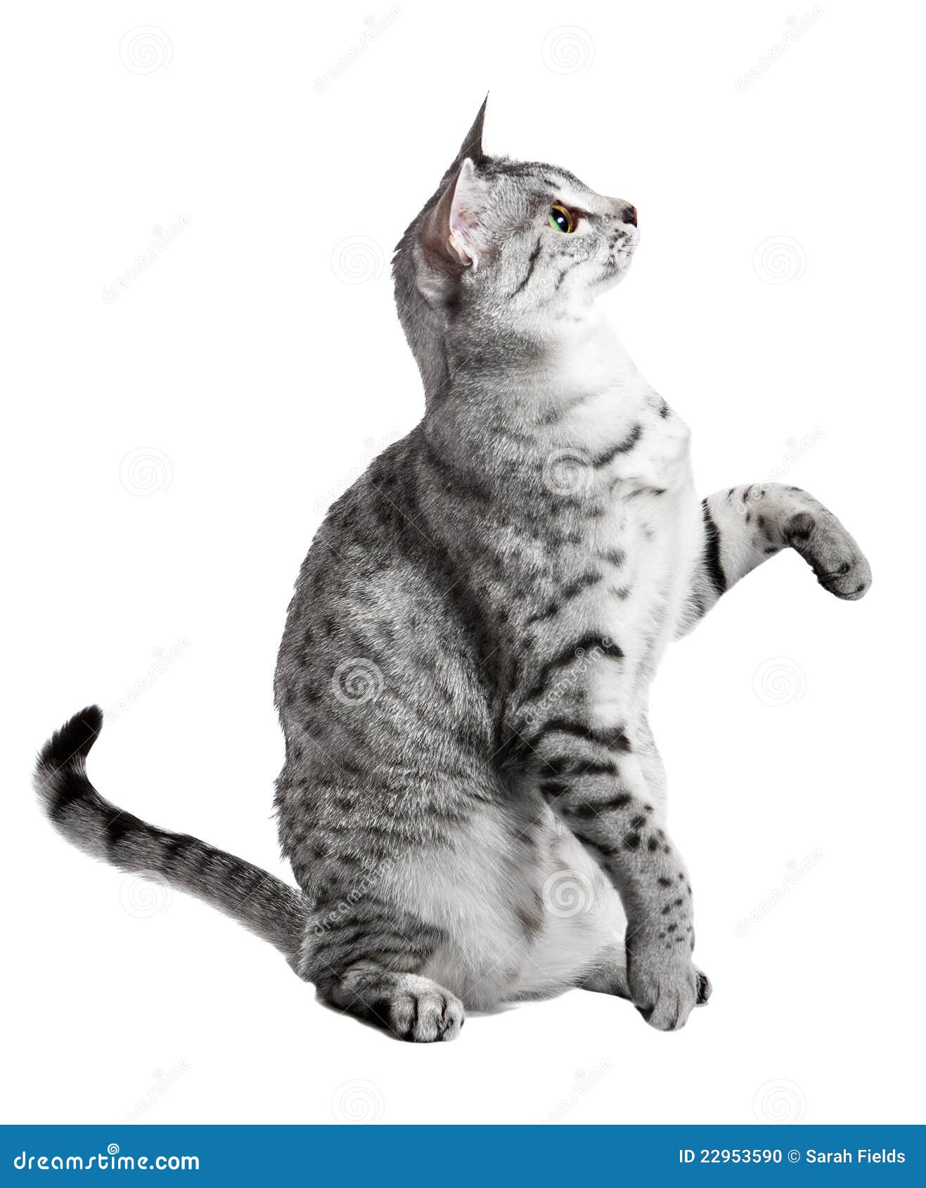 Cute Cat with One Paw Raised Stock Photo - Image of spots, engaged ...