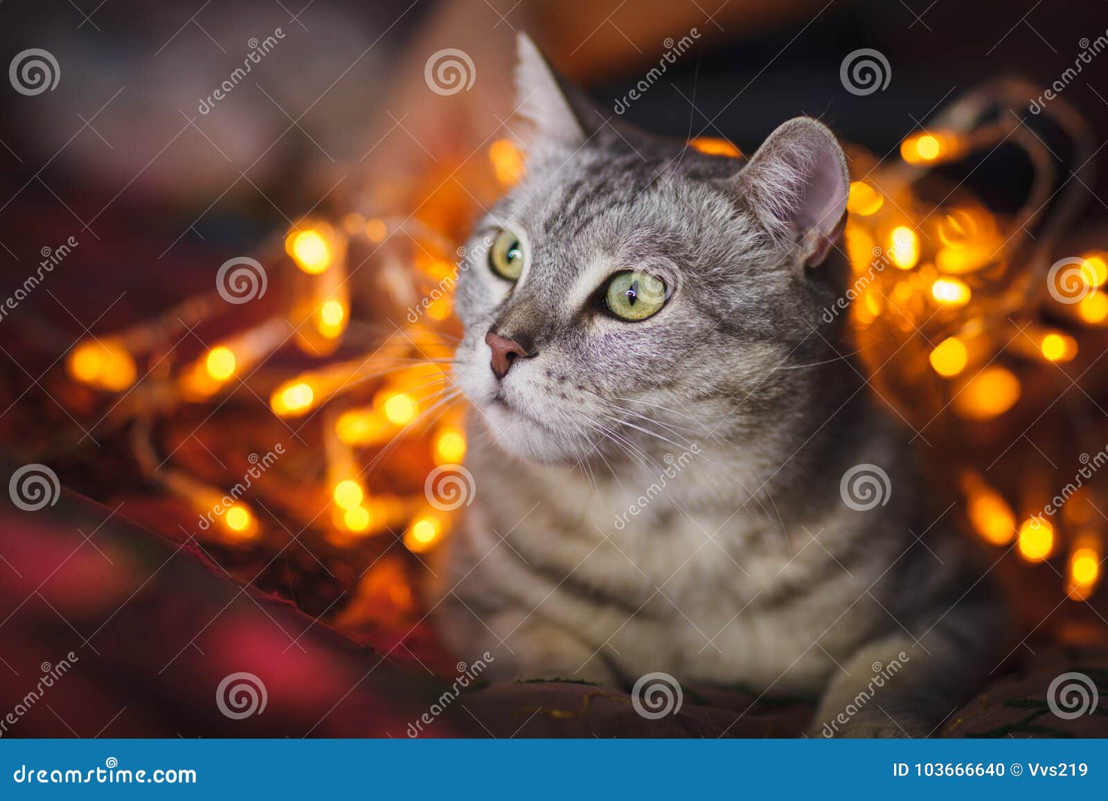 Cute Cat with Orange Christmas Lights on the Background Stock Photo ...