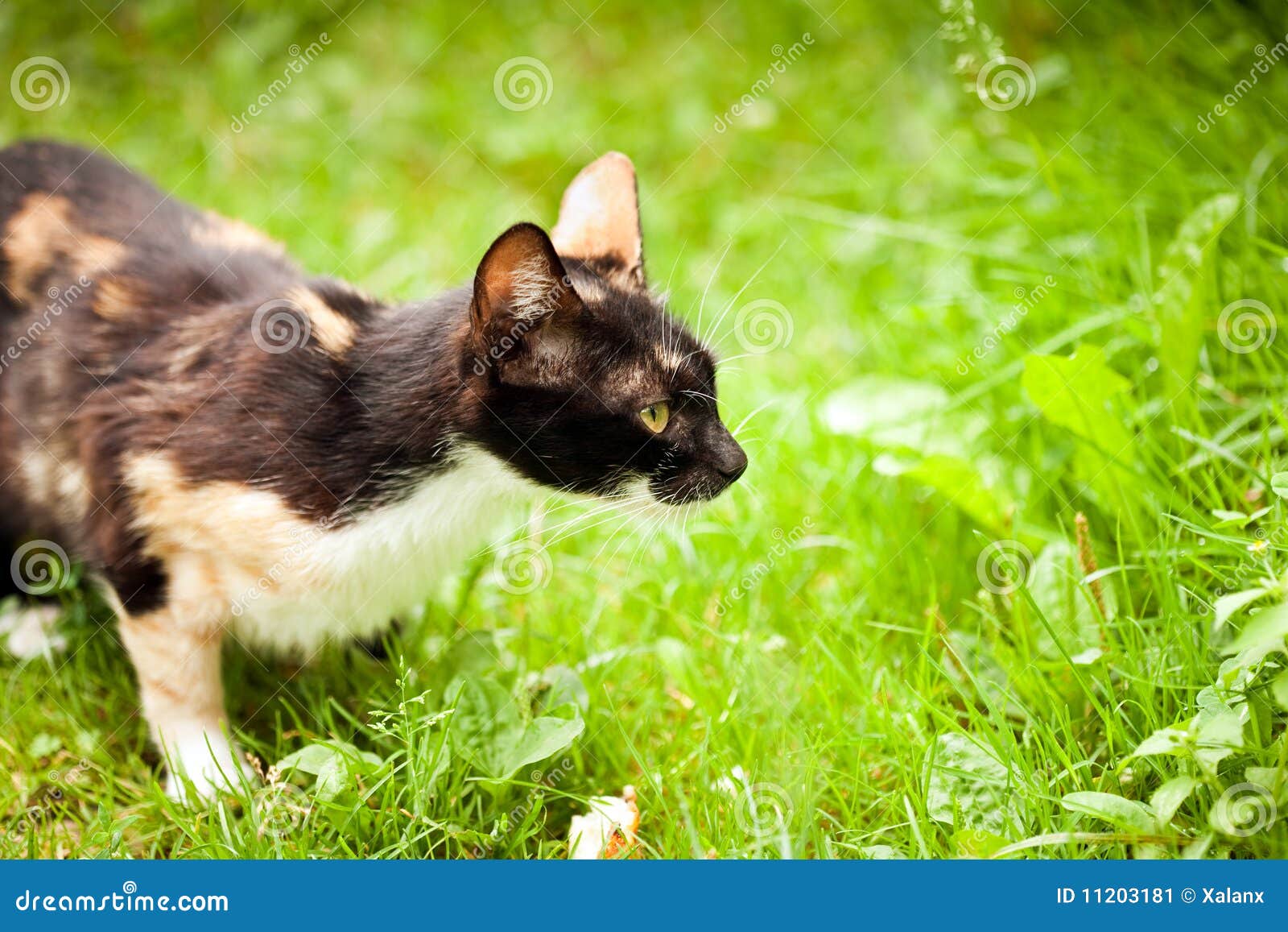 Cute cat outdoors stock image. Image of mammal, breed - 11203181
