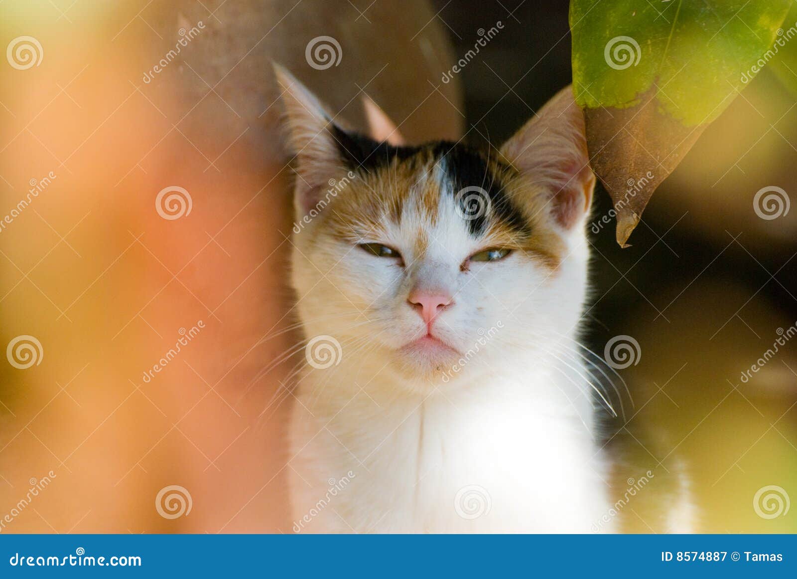Cute cat outdoors stock image. Image of portrait, adorable - 8574887