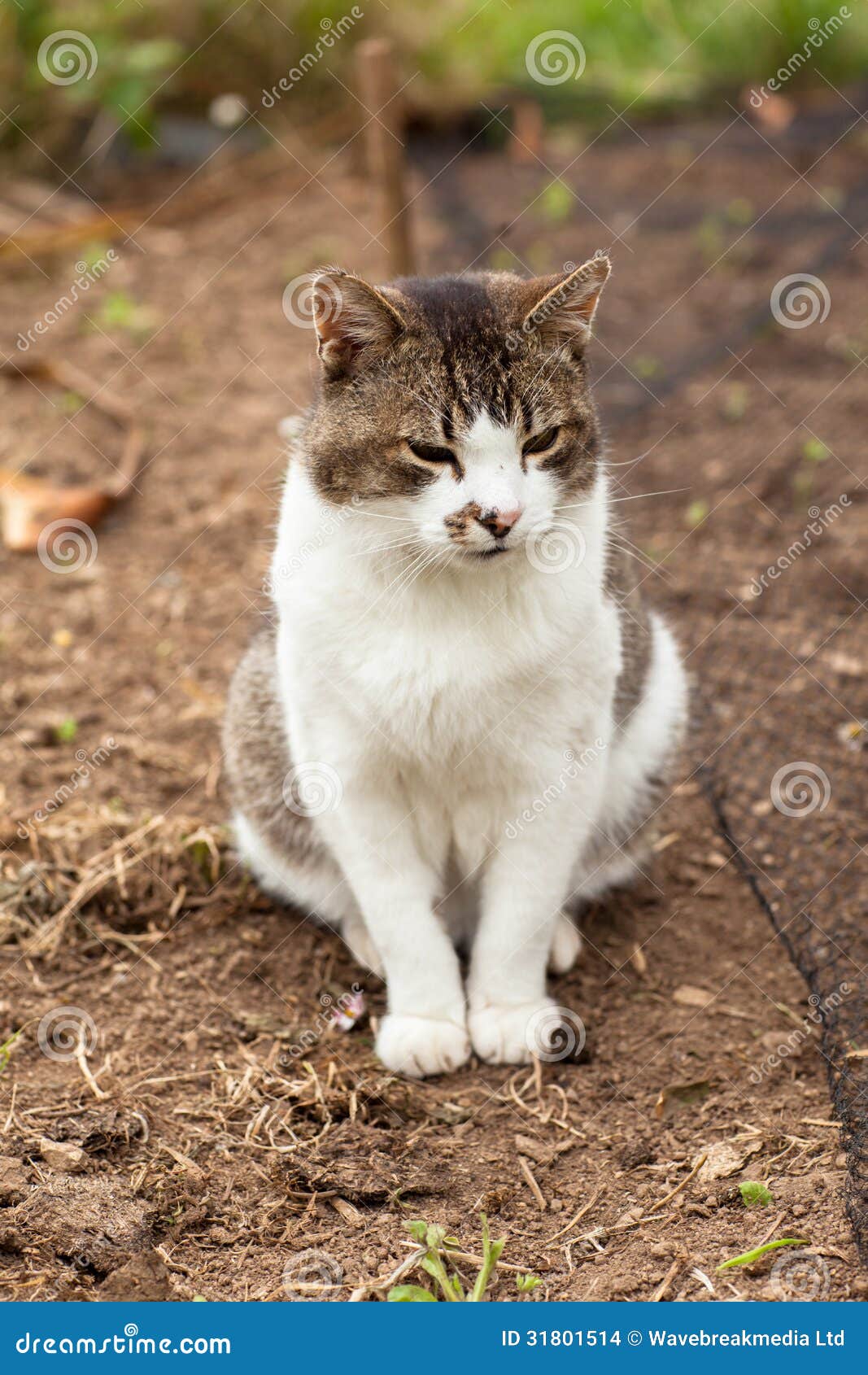 Cute cat outside stock photo. Image of countryside, cute - 31801514