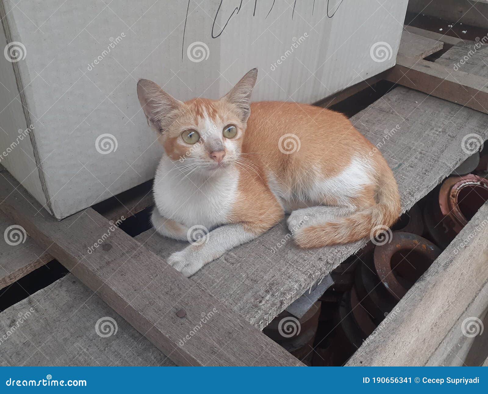 Cute cat on the pallet box stock image. Image of whiskers - 190656341