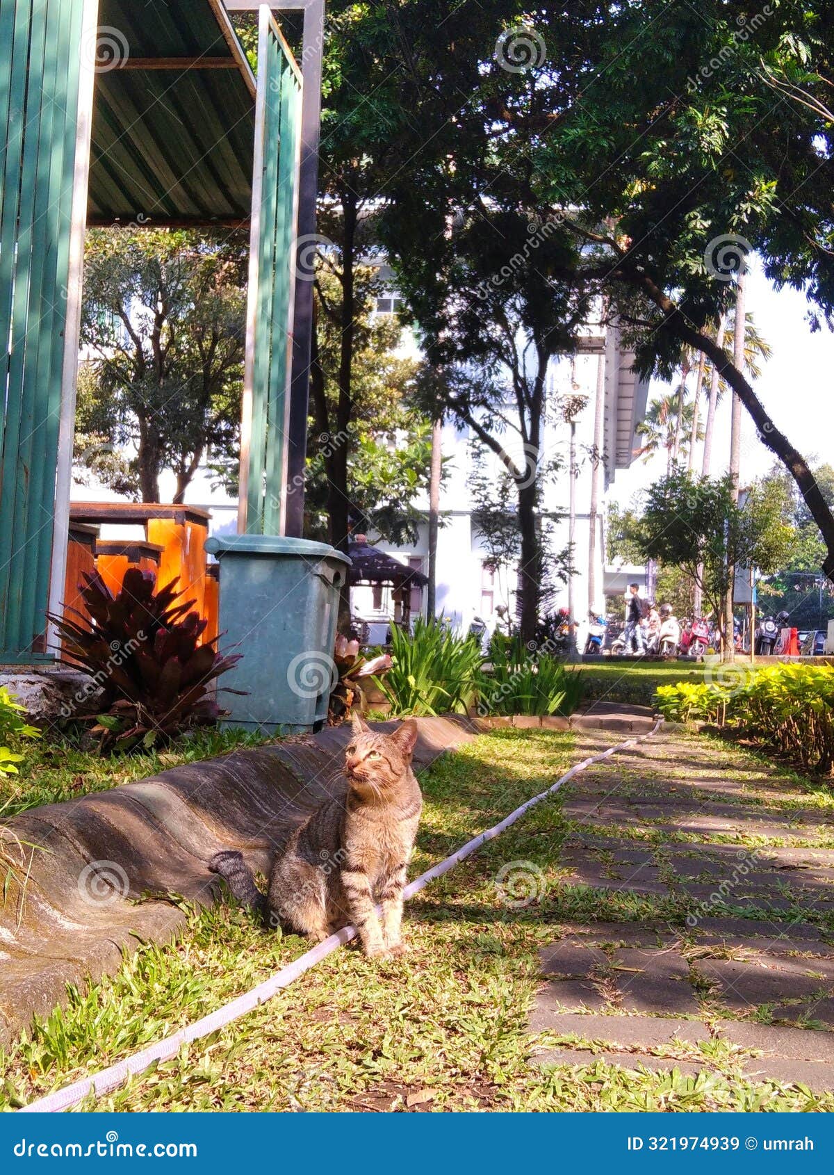Cute cat in the park stock image. Image of calm, summer - 321974939