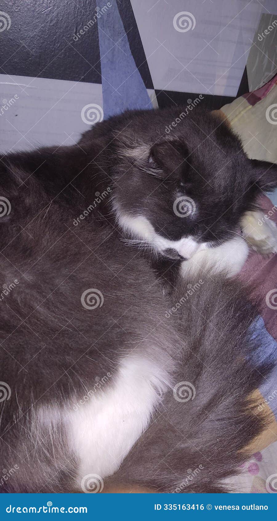 Cute Cat Pats Animal Awsome Nature Stock Photo - Image of animal ...