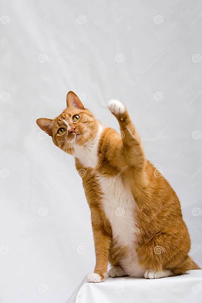 Cute cat with paw up stock photo. Image of grabs, grab - 5151240