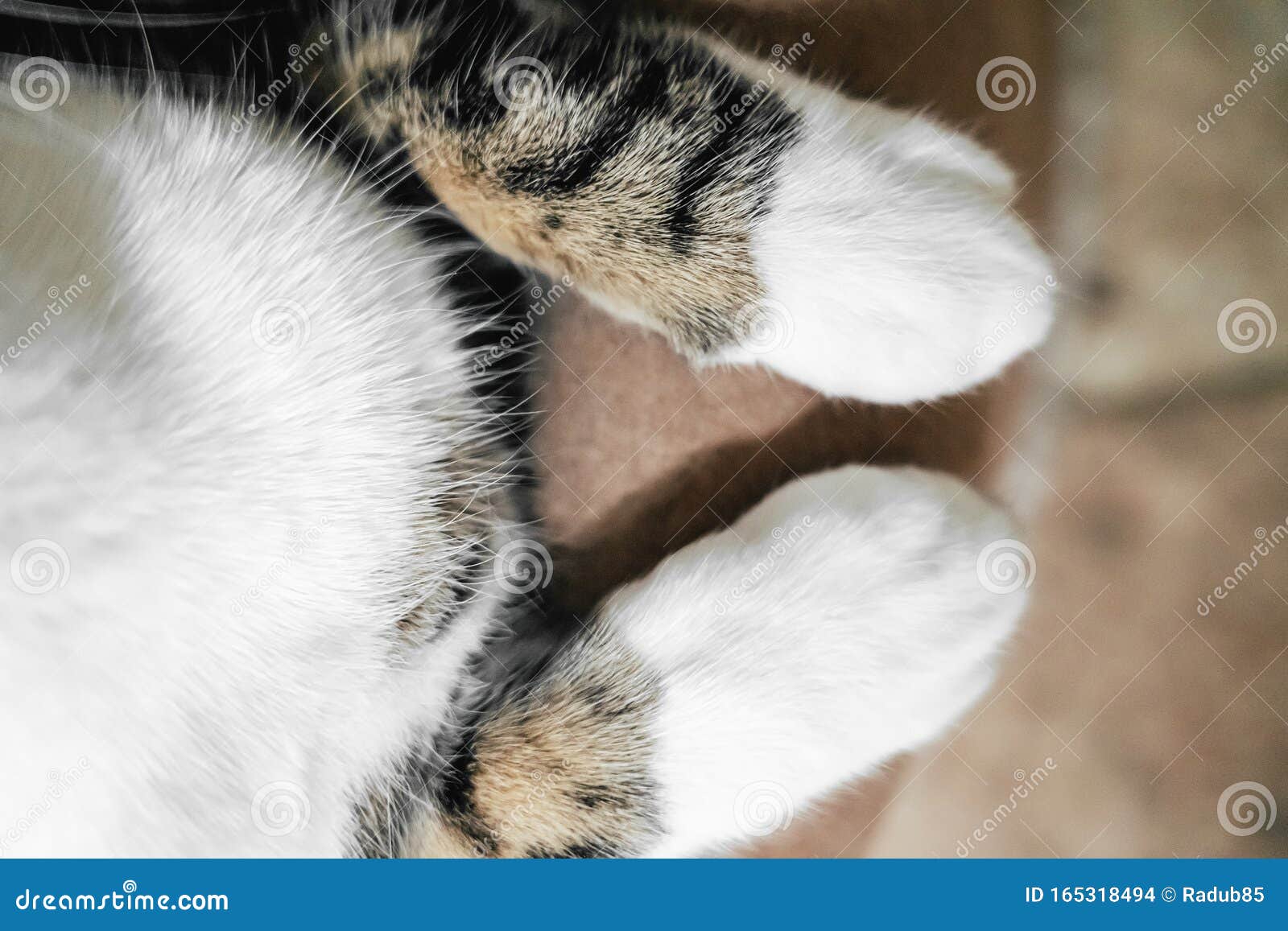 Cute Cat Paws Close Up stock photo. Image of head, expression - 165318494