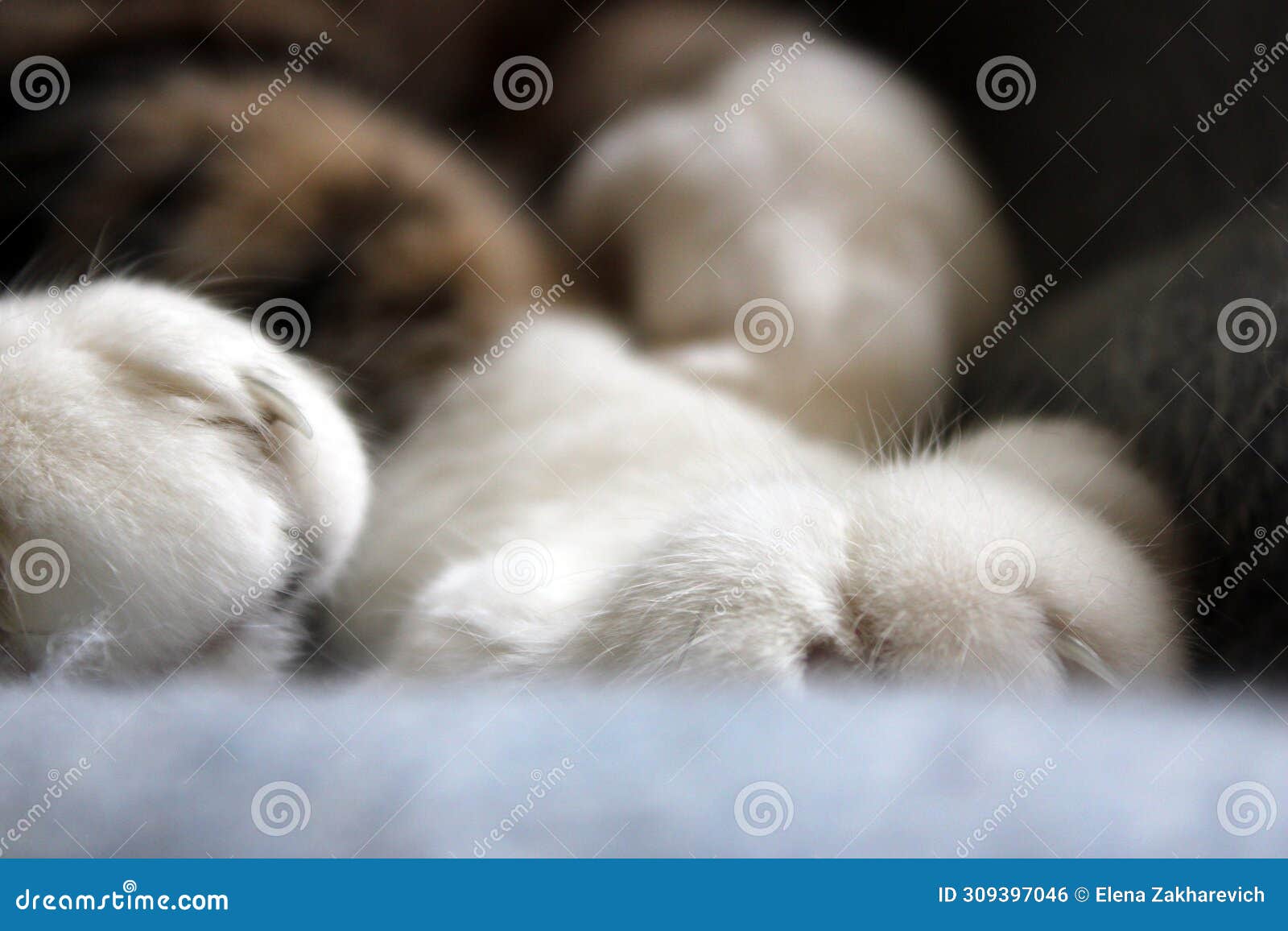 Cute Cat Paws. Close-up Photo Stock Photo - Image of hand, claw: 309397046
