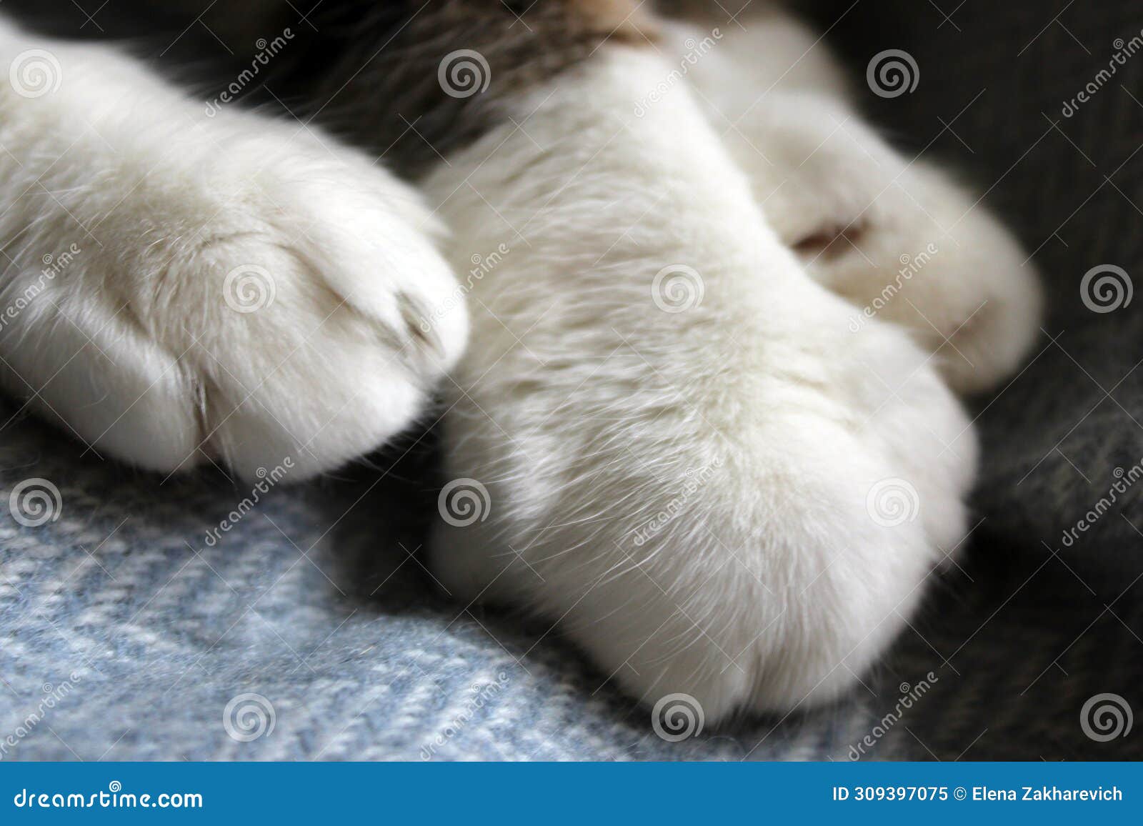 Cute Cat Paws. Close-up Photo Stock Image - Image of paint, macro ...