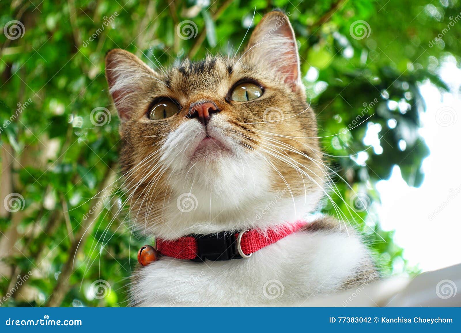 Cute Cat a Pet S Perspective Stock Photo - Image of cute, small: 77383042