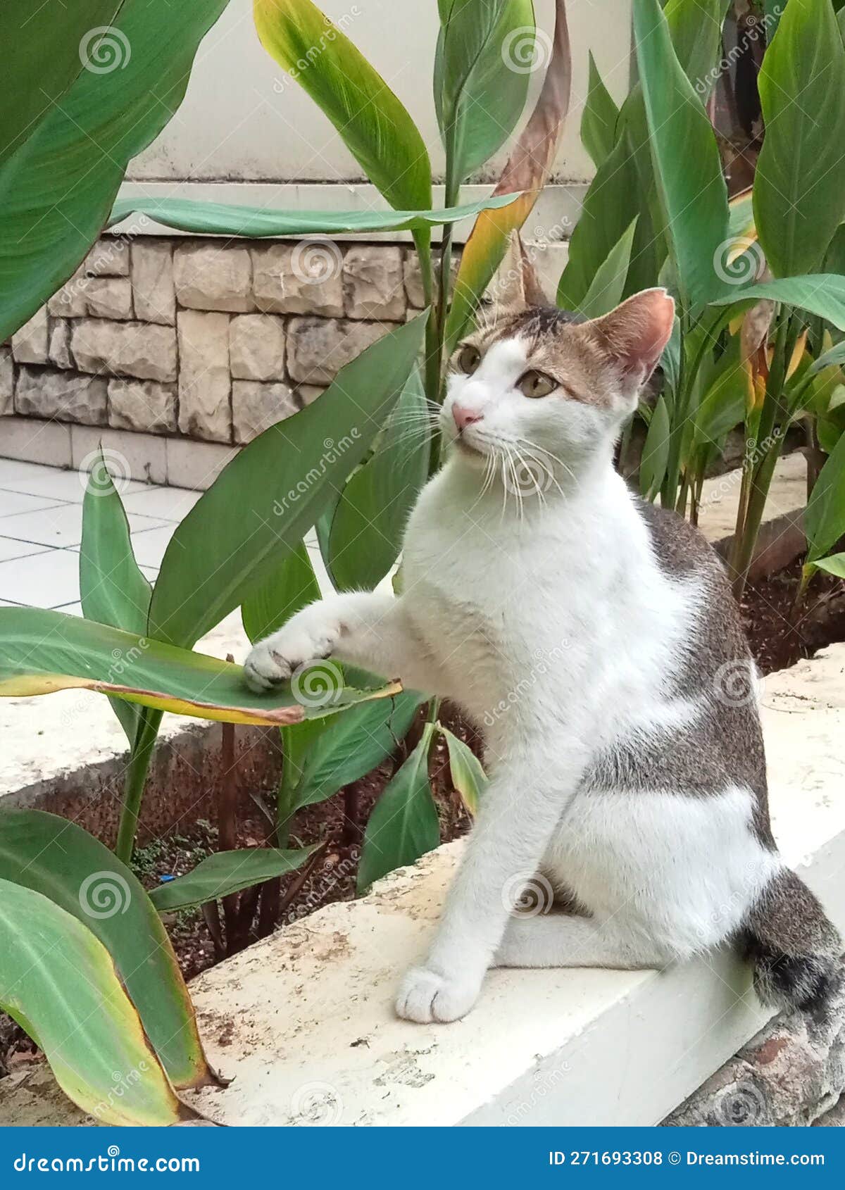 Cute Cat Photo between the Canna Lily Tree Stock Photo - Image of tree ...