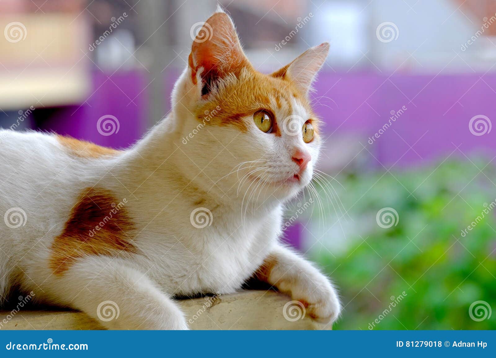 Cute Cat, Photographed from the Front Stock Photo - Image of side ...
