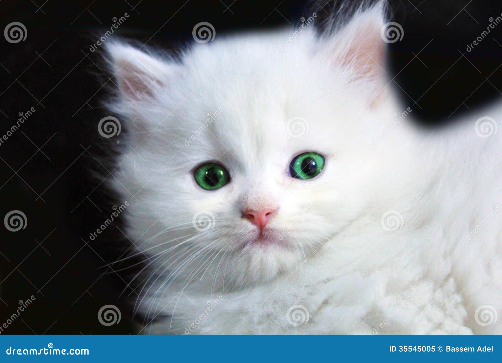 Cute Cat stock image. Image of side, animals, domestic - 35545005