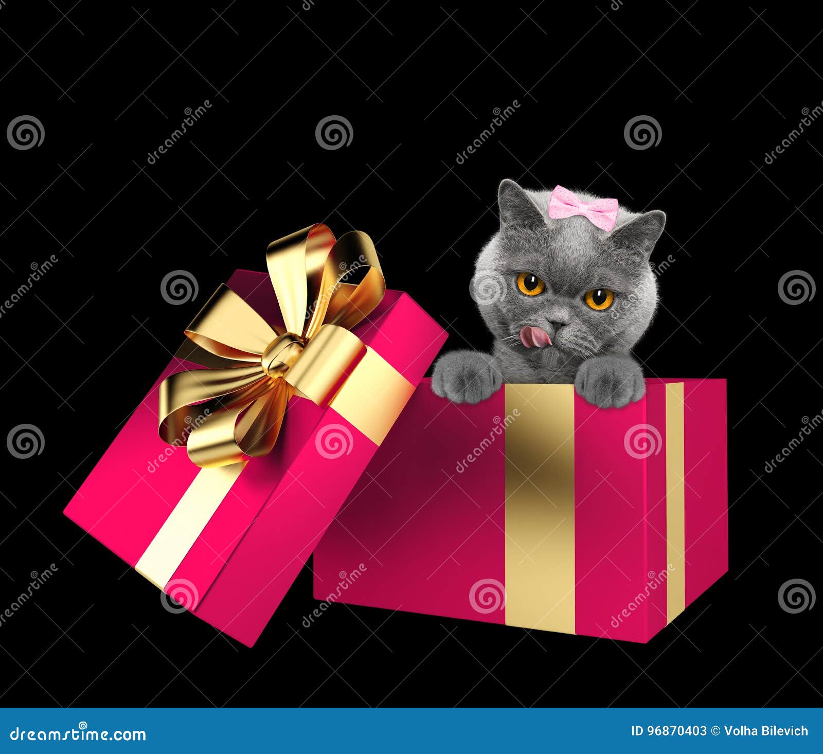Cute Cat in a Pink Present Box Isolated on Black Stock Image - Image of ...