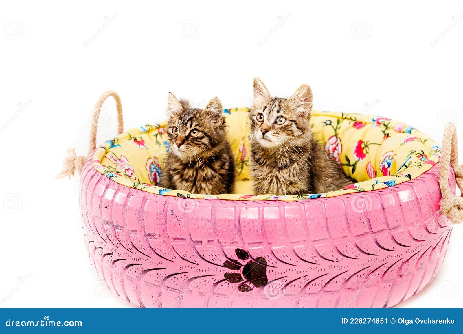 Cute Cat Place on White Background Stock Image - Image of brown ...